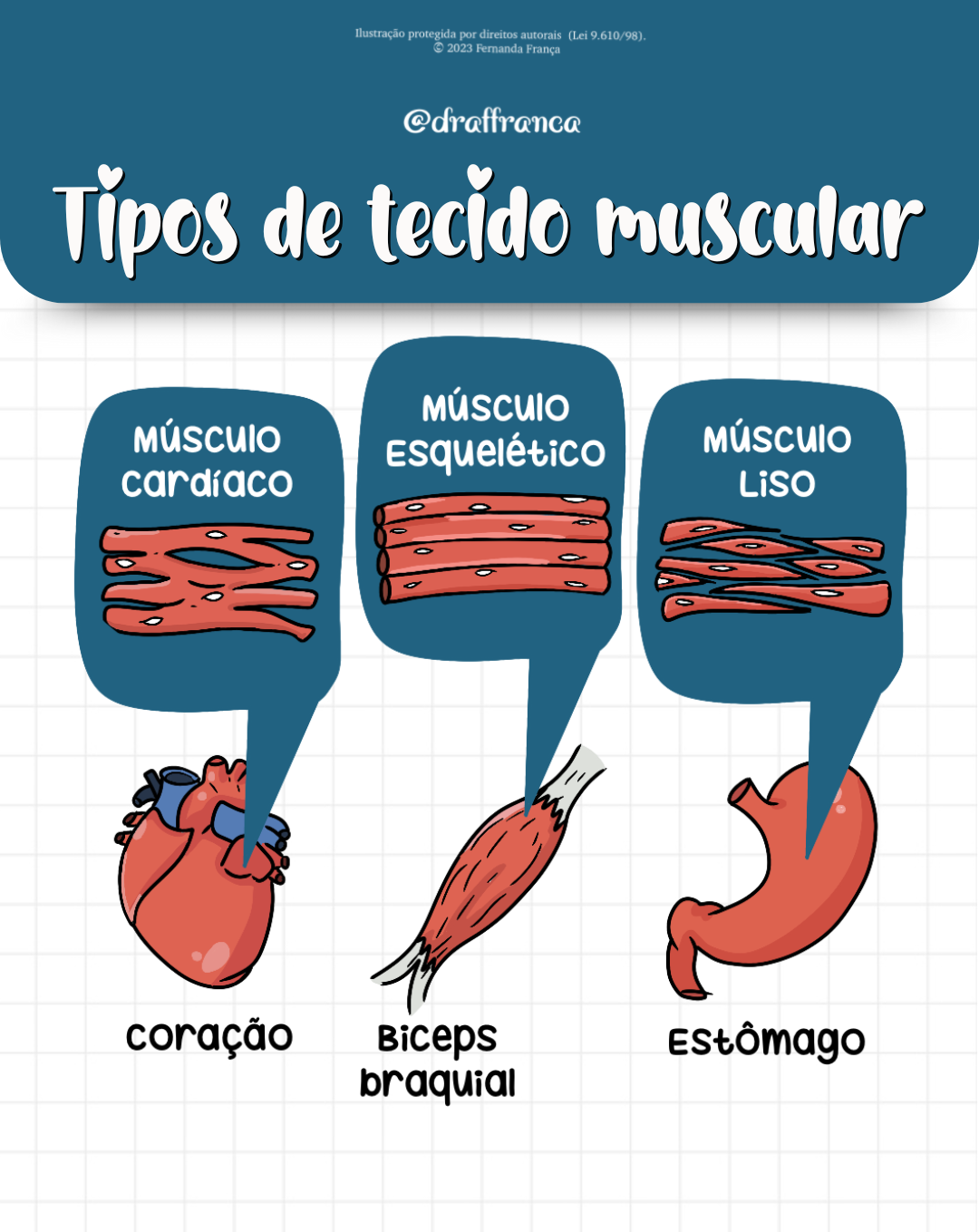 Tecido Muscular